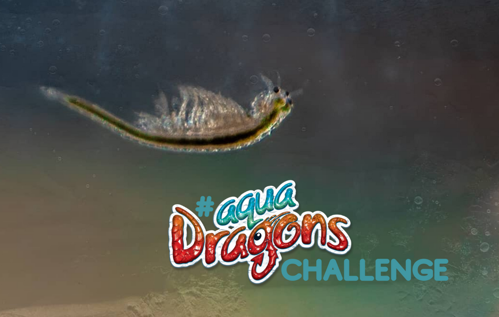Join The Aqua Dragons Challenge!